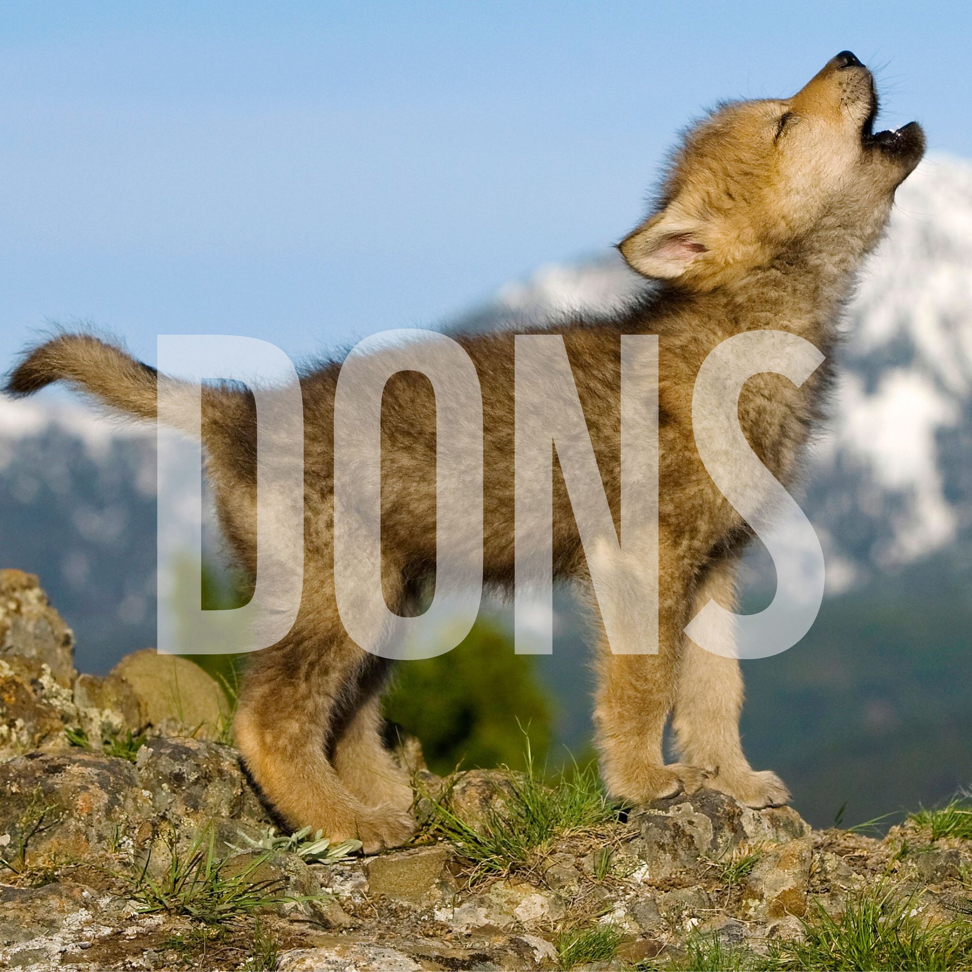 Speedbac • Boutique WWF France